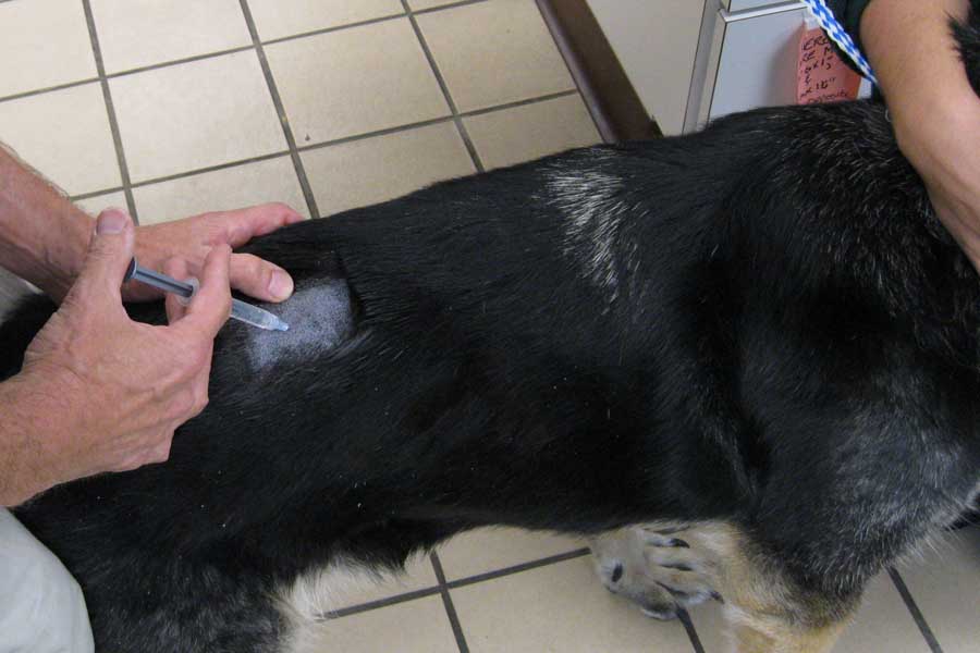 Big Dogs, Big Heartworm: So This Is What Heartworm Treatment Looks Like?