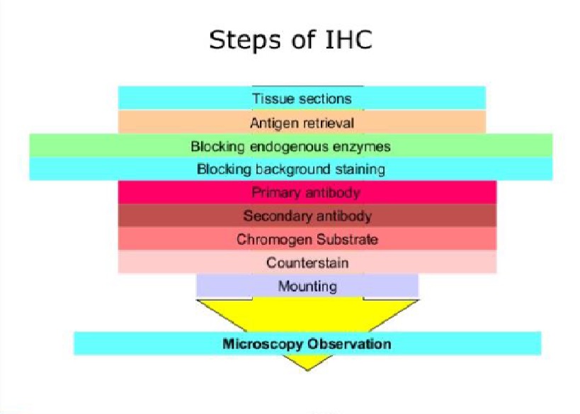 What is Immuno Histo Chemistry? How to search IHC Laboratory for ...