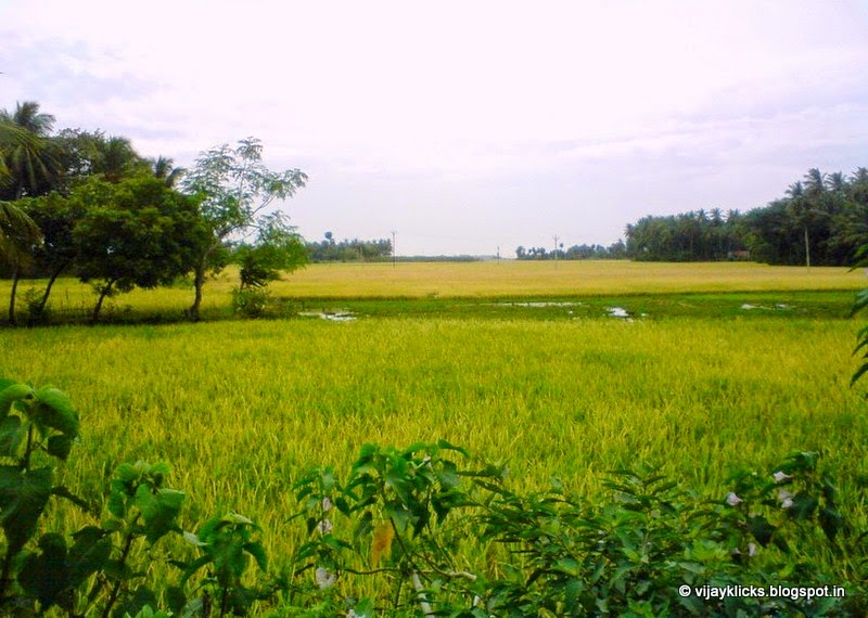 TRAVELING SOLDIER: GREEN JEWELS OF CAUVERY DELTA