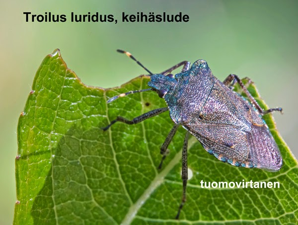 tuomovirtanen: Suomen luteet-Heteroptera-Bugs of Finland