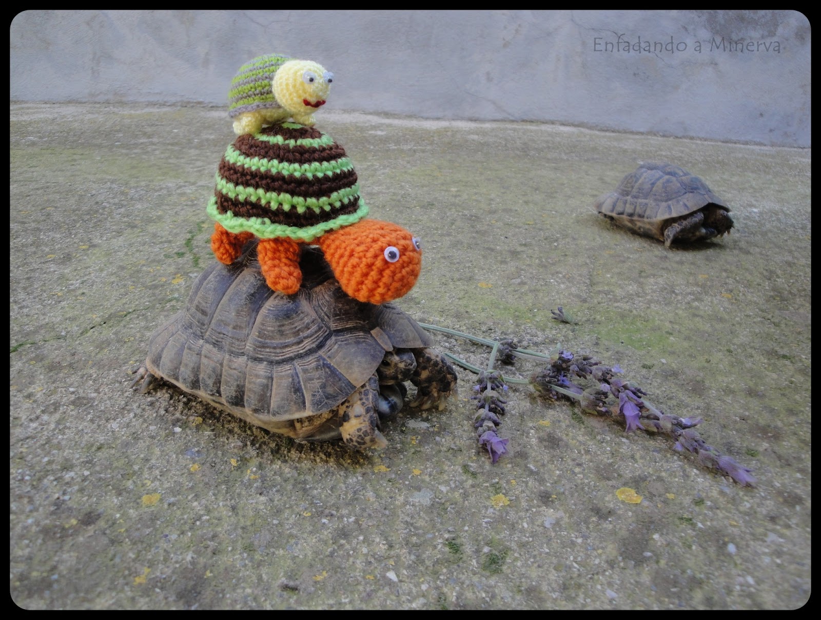 Enfadando a Minerva: Tuga, la familia tortuga