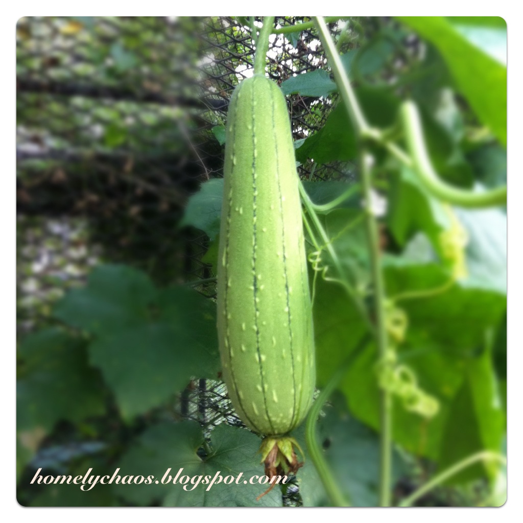 Homely Chaos: Petola Sarang / Loofah Gourd / Luffa aegyptiaca & Seed ...