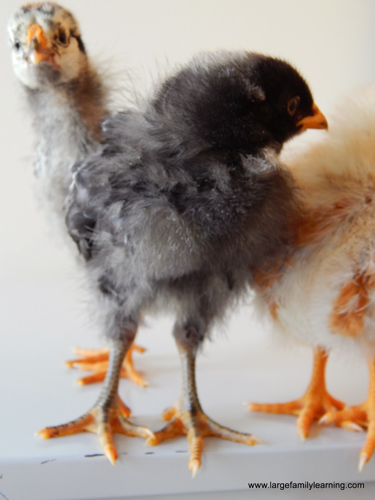 Large Family Learning : Raising Baby Chicks: 2 Weeks Old (Part 1)