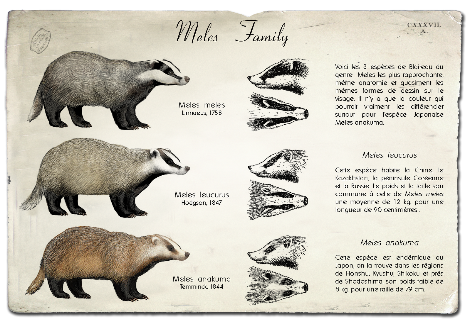 Le Royaume de Meles: PRÉSENTATION SUR MELES MELES