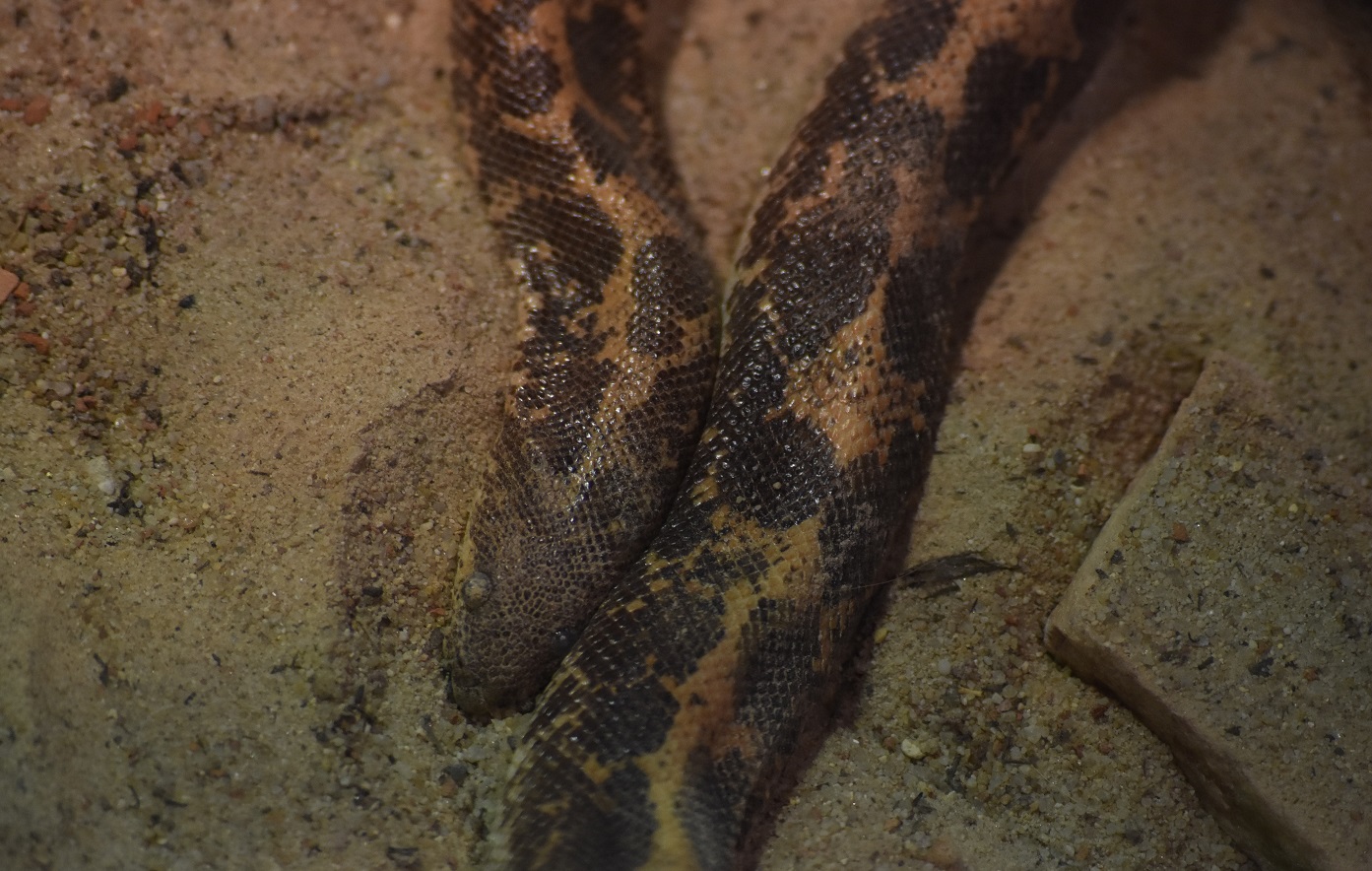 ZOOTOGRAFIANDO (6.100 ANIMALS): BOA DE LA ARENA / EAST AFRICAN SAND BOA ...