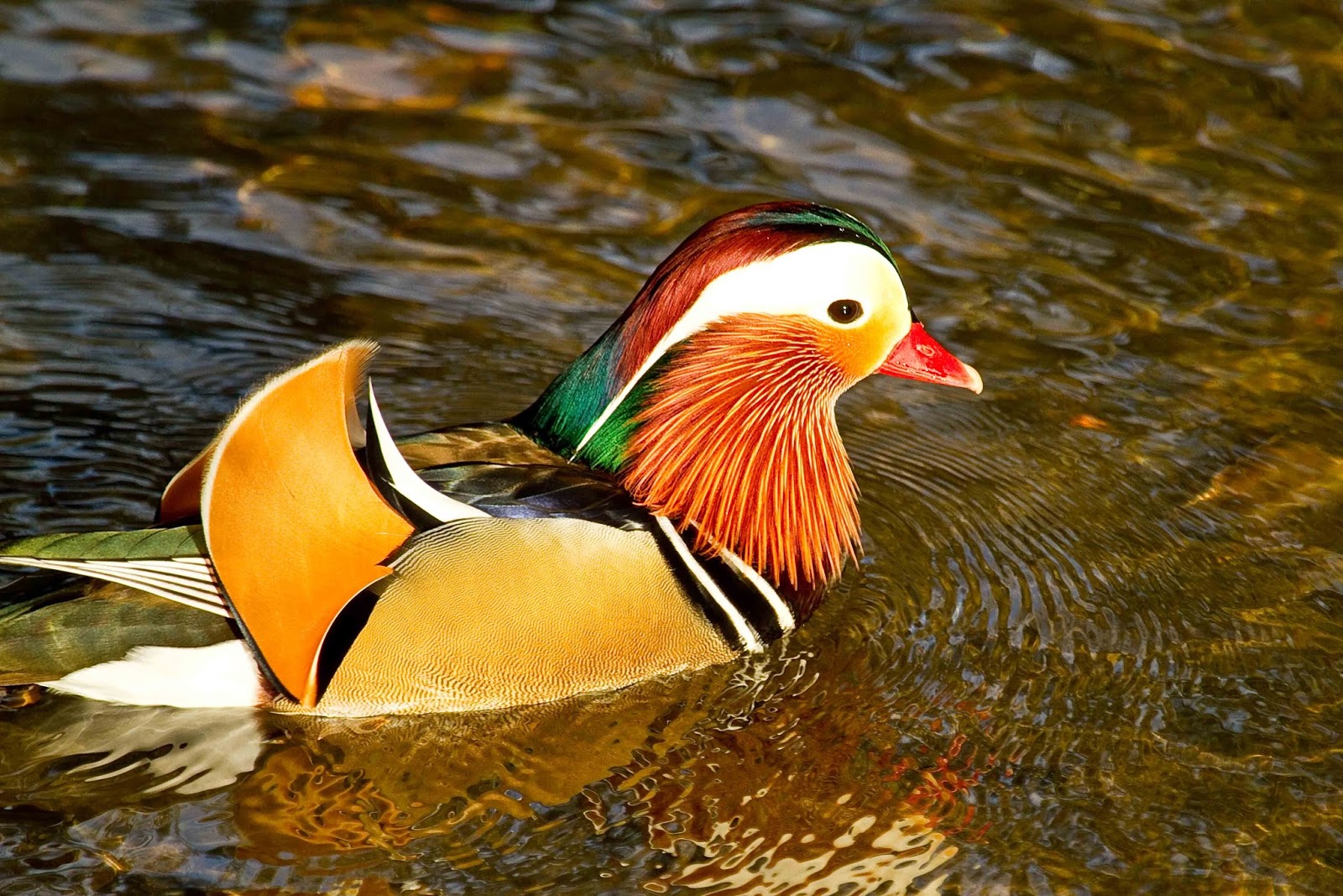 Pato mandarín (Aix galericulata) | ELANIO AZUL