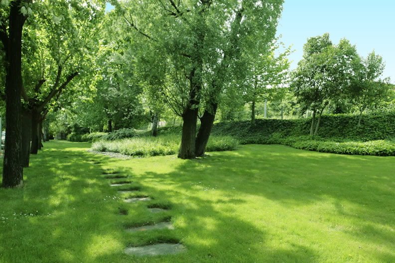 Amid the Olive Trees: 10 Italian Greens