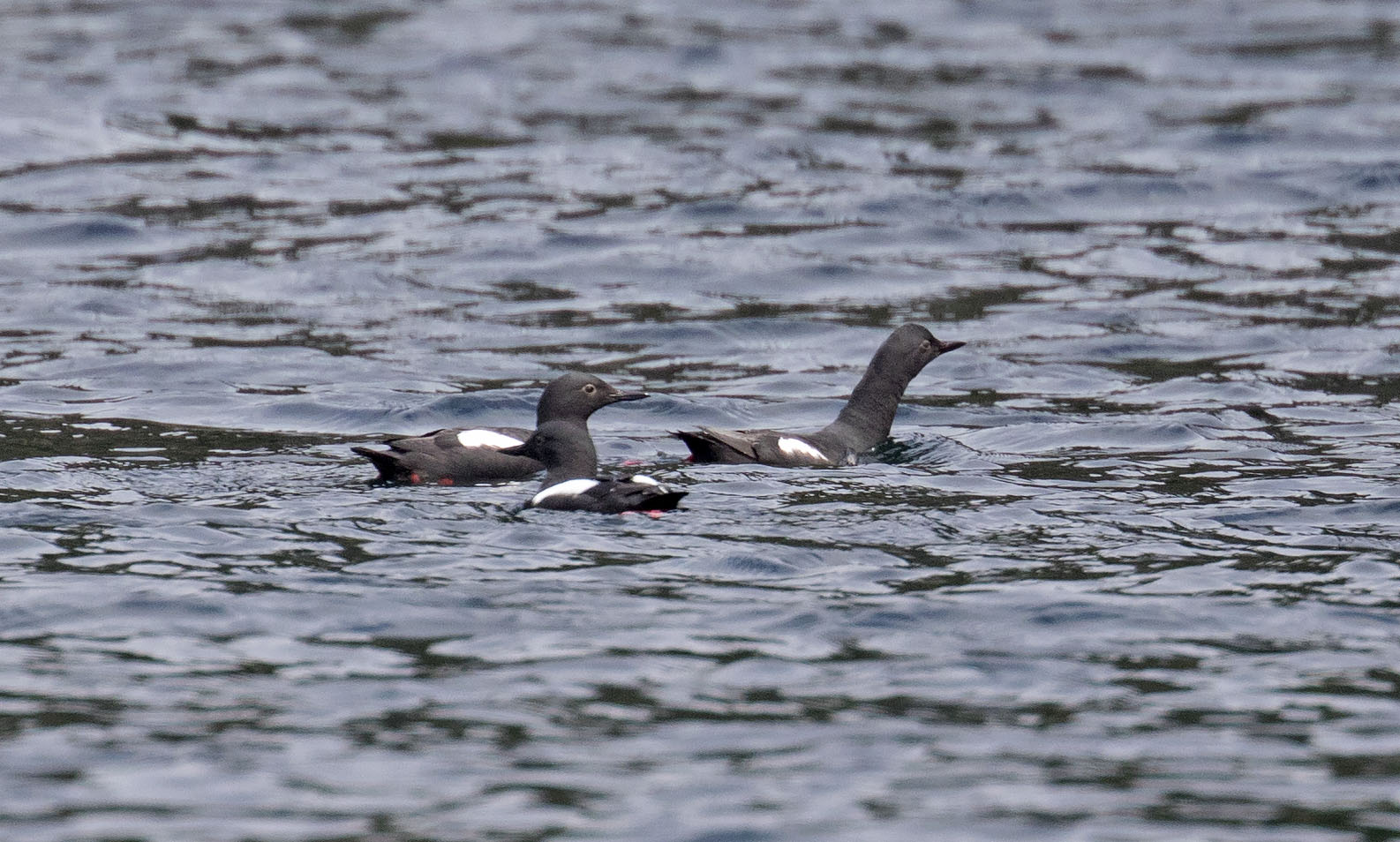 pewit: a few random VI bird images