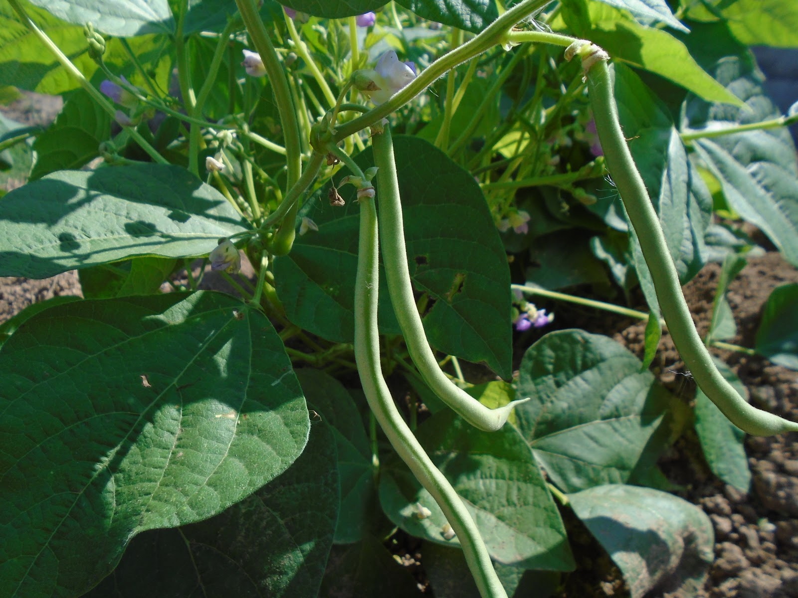 Ramonet si vas a l'hort: Bajoca del cigarret de mata baixa