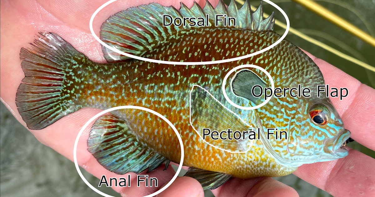 Redbreast Sunfish Vs Bluegill