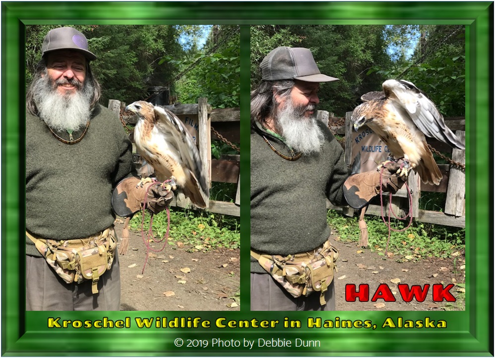 Animal, Nature, and Travel: Hawk at Kroschel Wildlife Center in Haines ...