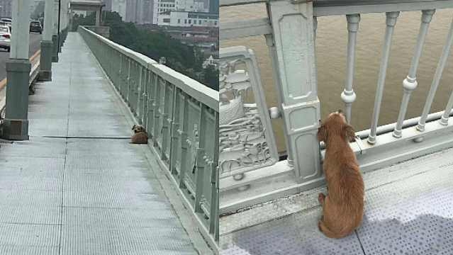 White Wolf : Loyal dog 'waits on a bridge for four days after ...