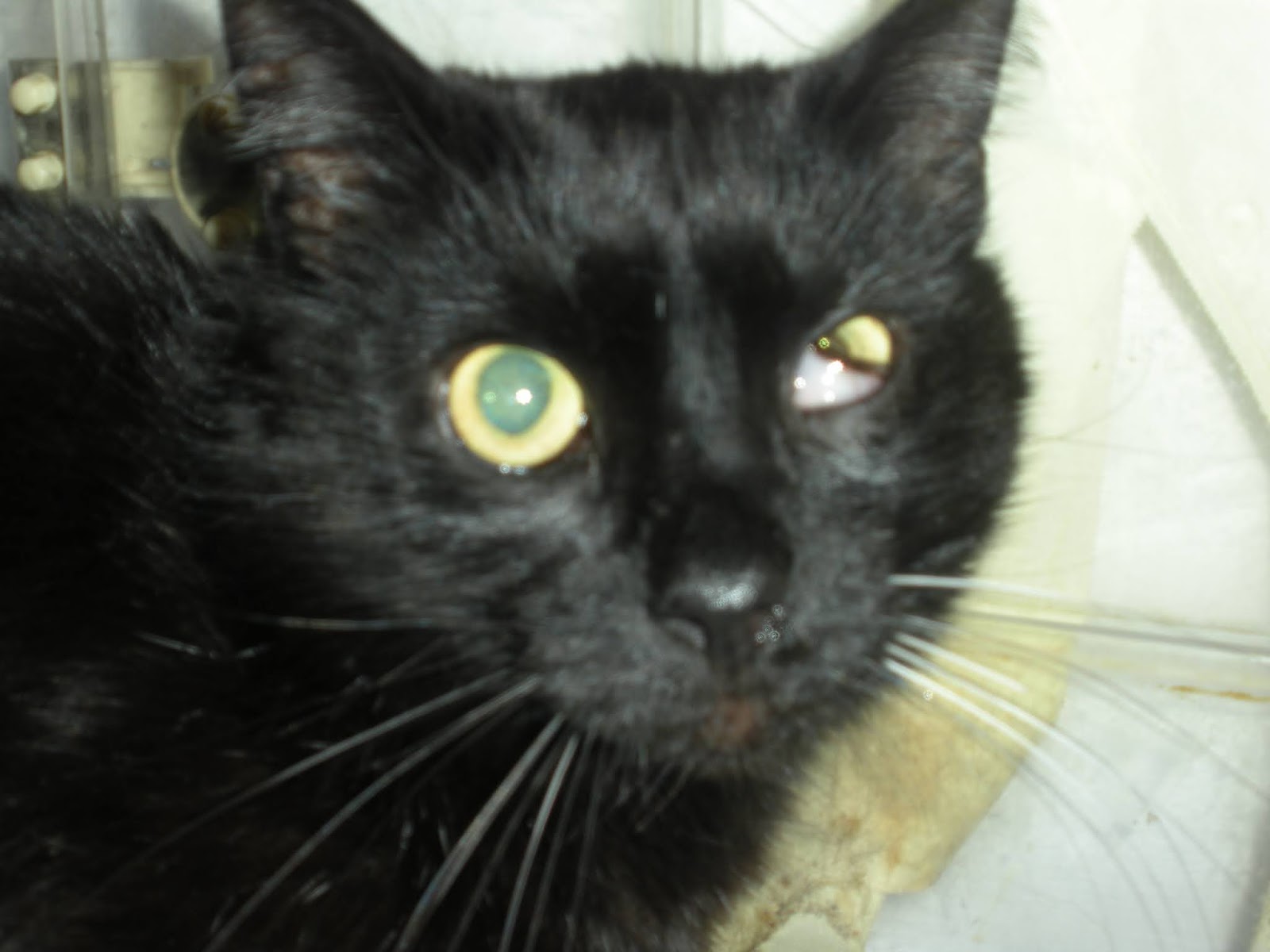 Zespół Hornera ~ Okulistyka Zwierząt