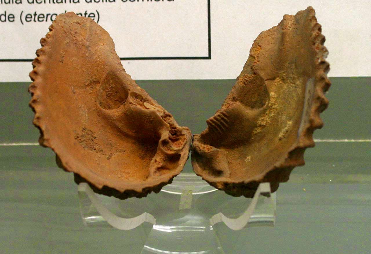 Louisville Fossils and Beyond: Trigonia Pelecypod Fossil