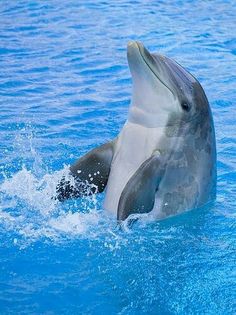 Dla każdego: DELFINY