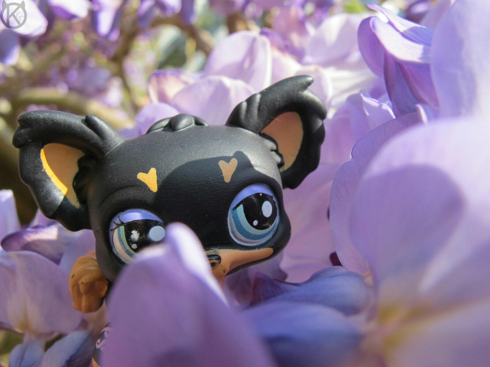 Lps Kachou: LPS dans la nature