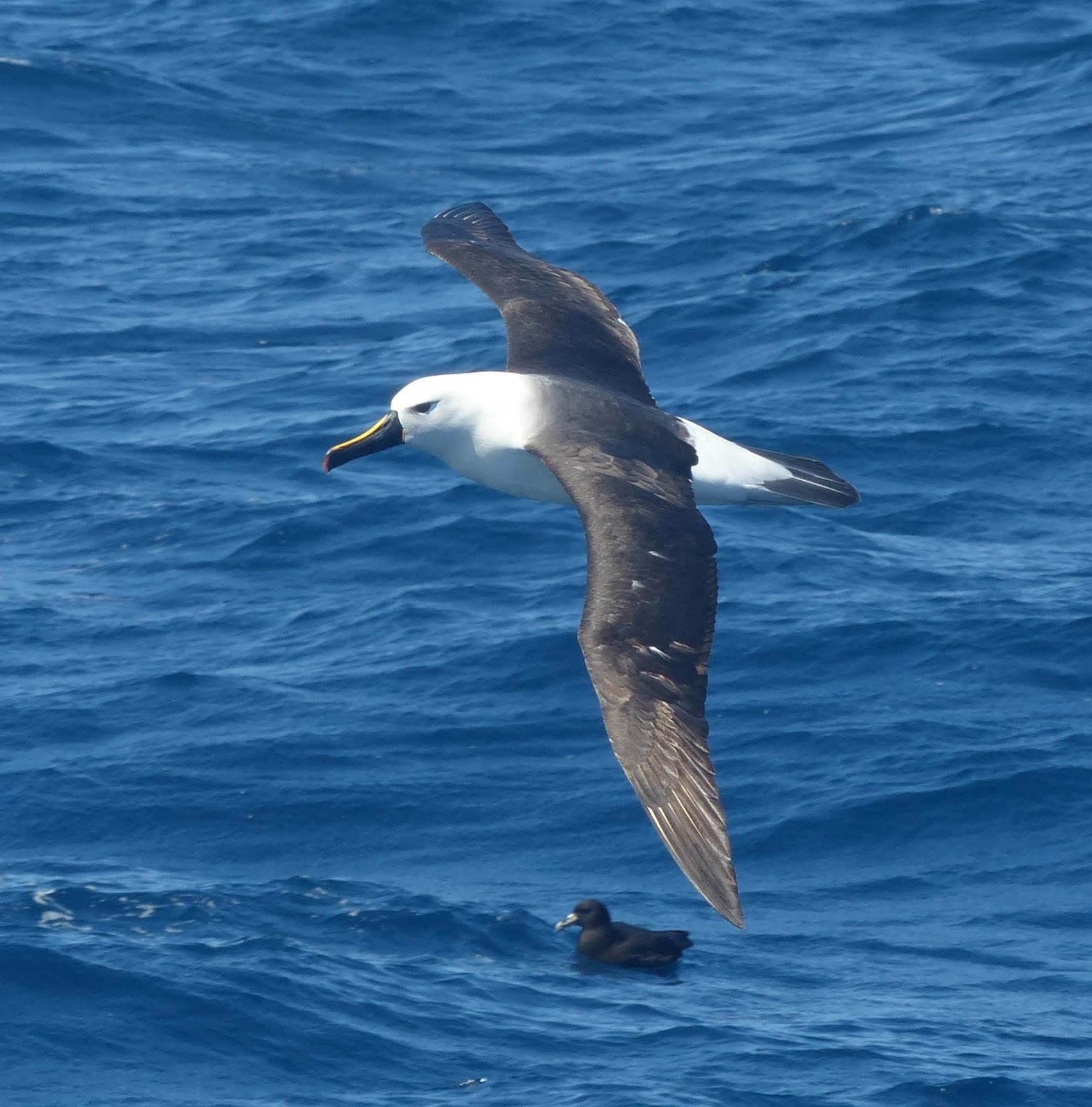 A Field Notebook: World Albatross Day