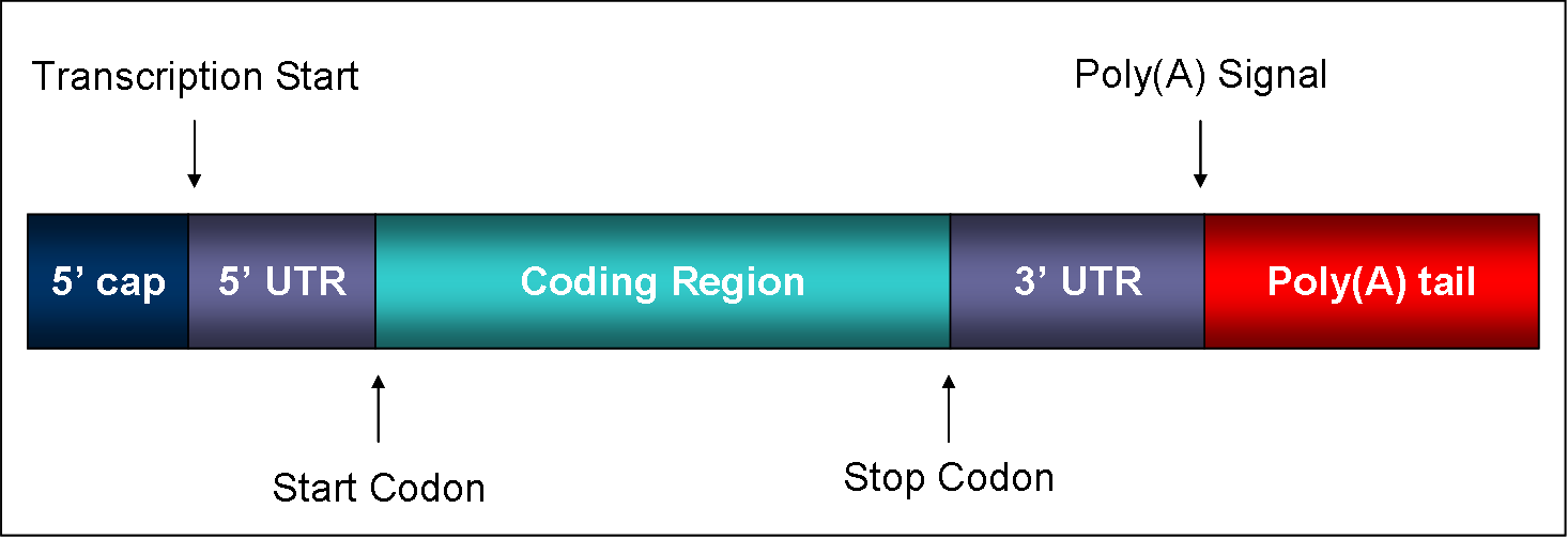 My Scientific Blog - Research and Articles: RNA Structure and Functions