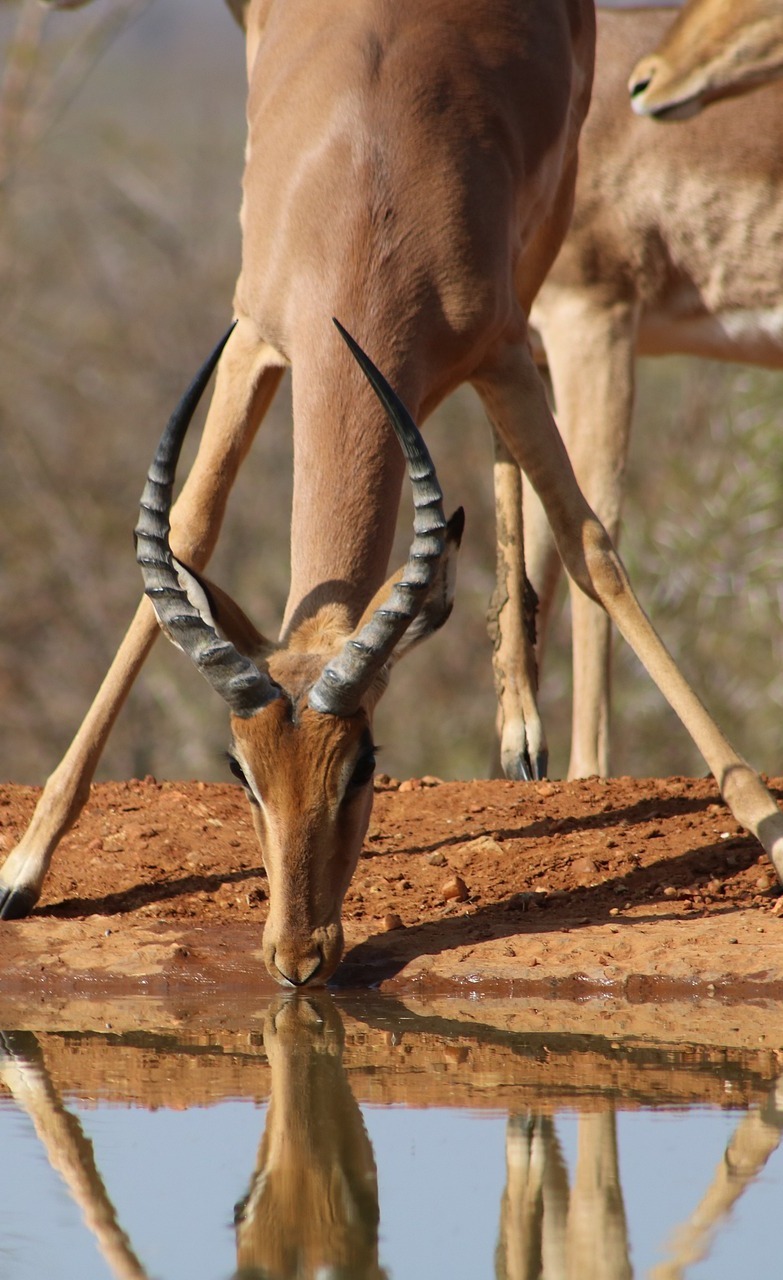 Impala drinking water - About Wild Animals