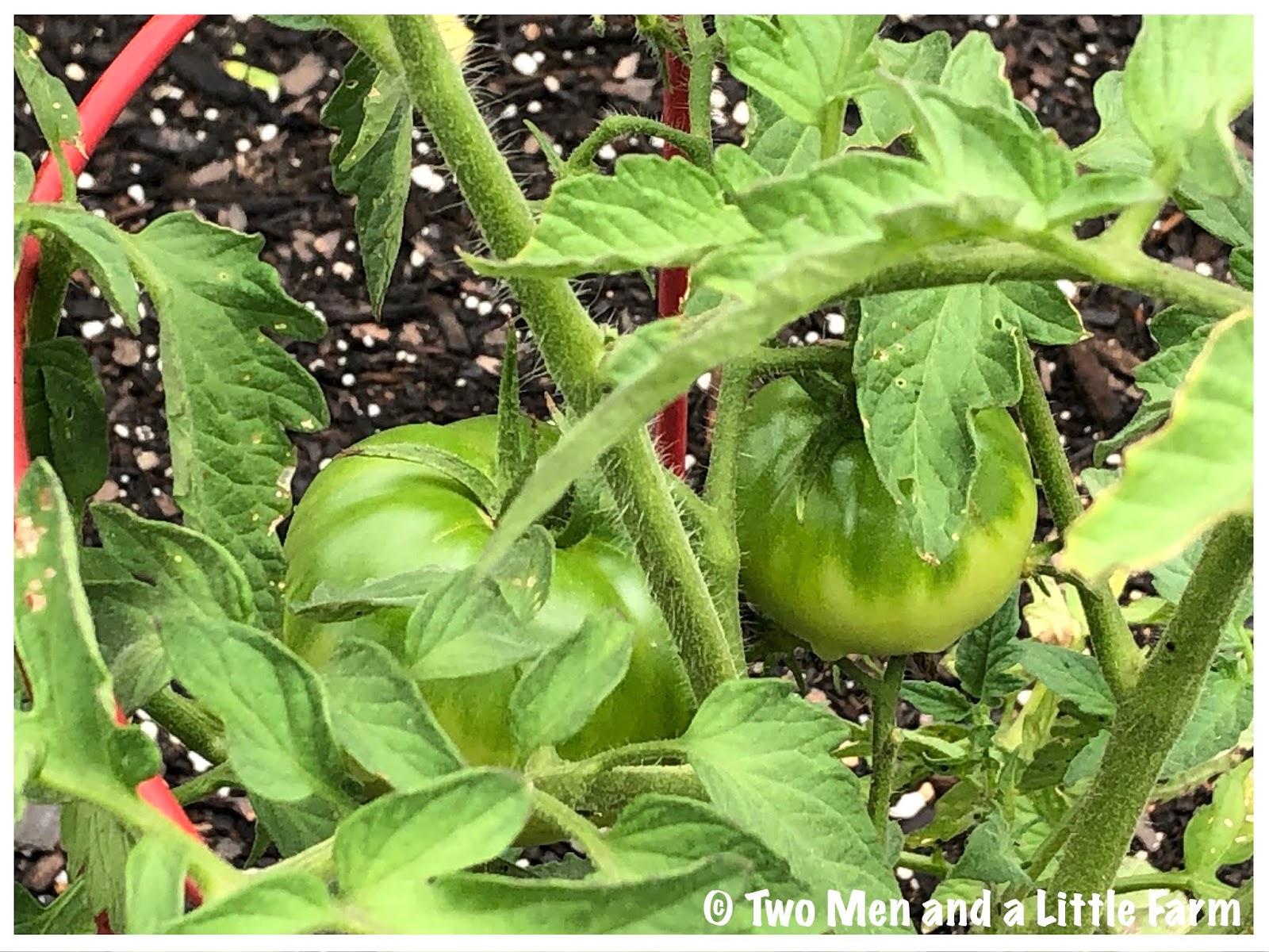 Two Men and a Little Farm: GARDEN AND ORCHARD UPDATE