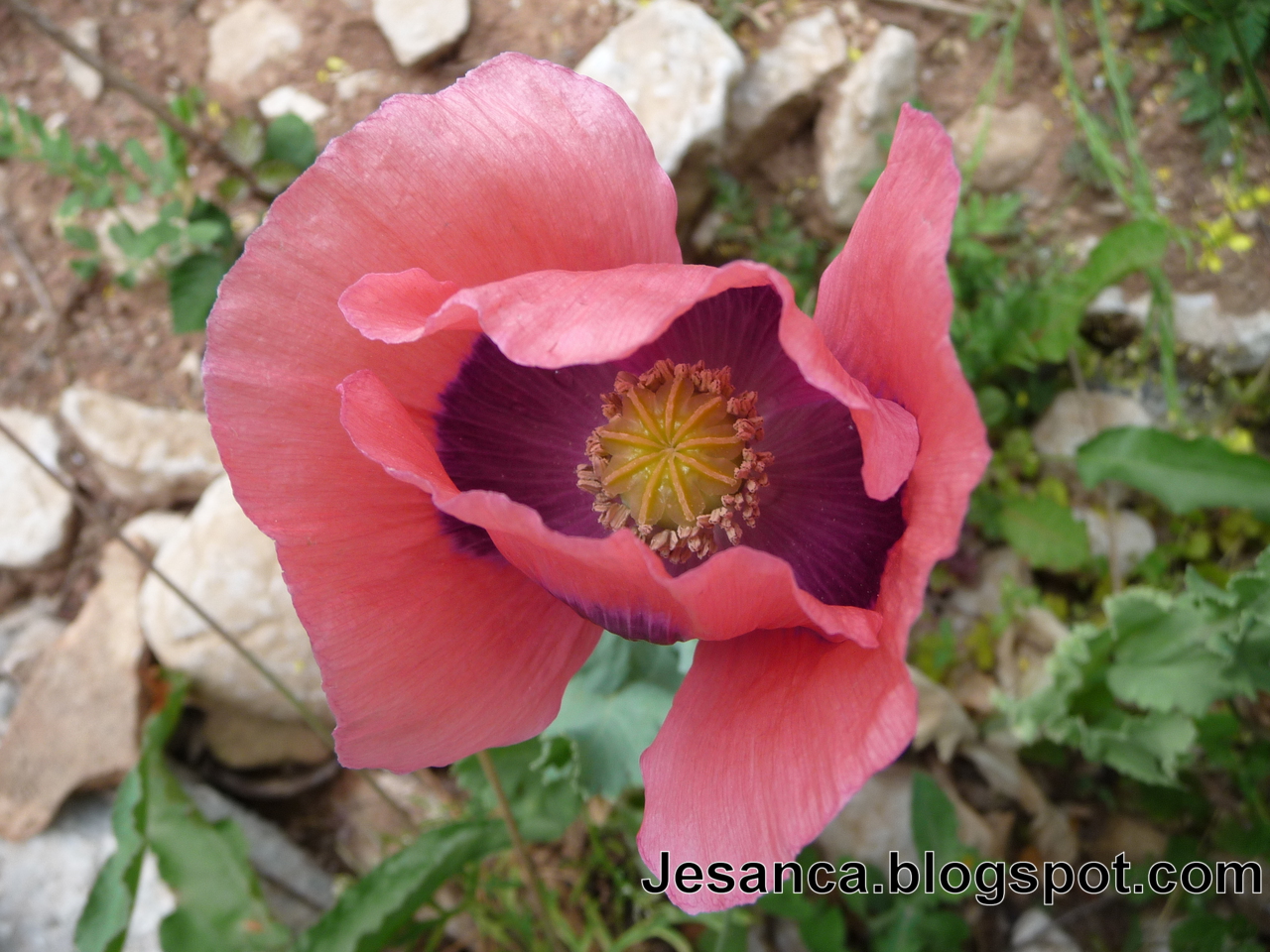 JESANCA: La adormidera o " planta del opio