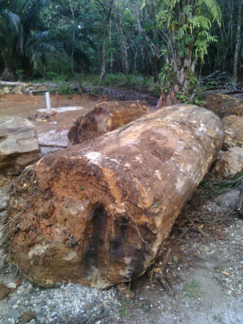 Gokugen.Net: Di Jual Batu kayu Fosil Kayu Kelapa - Wood Fossil Coconut