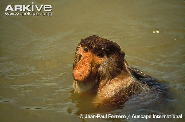 ΠΙΘΗΚΟΣ PROBOSCIS photos - wallpapers | the fun bank