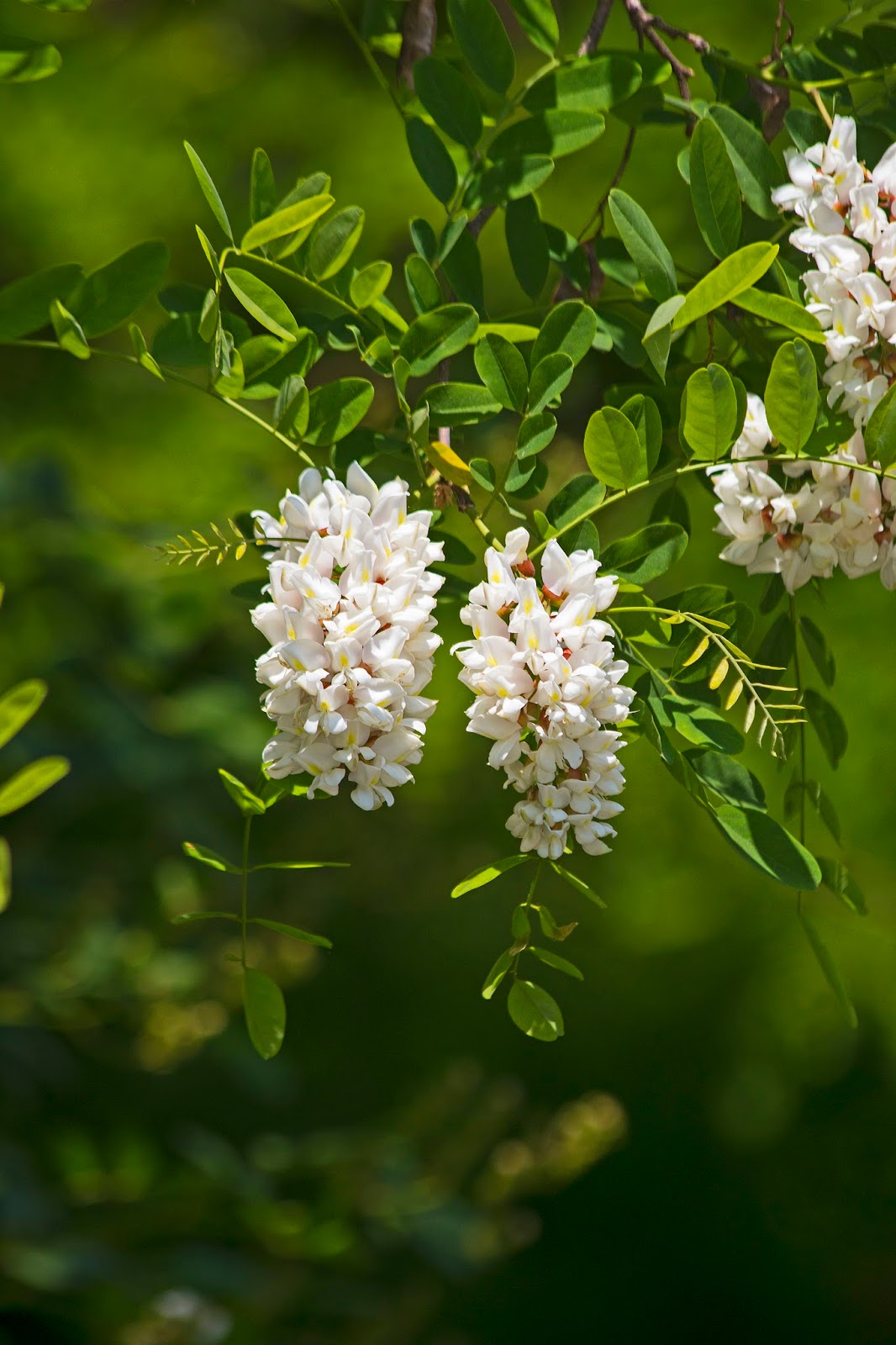 Room Without Walls: A Pea Tree