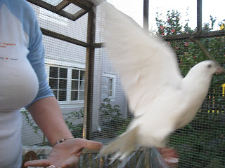 the rescue report: Lab Pigeons Can Count