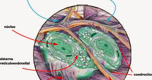 Orgánulos Celulares : Condrocito