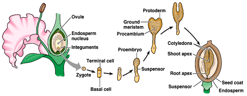 Embryo and endosperm development
