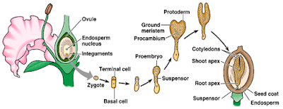 Embryo and endosperm development