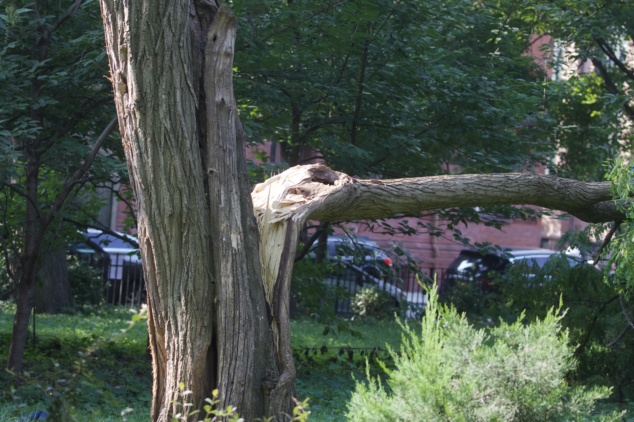 EV Grieve: Damage to the Love Tree in Tompkins Square Park