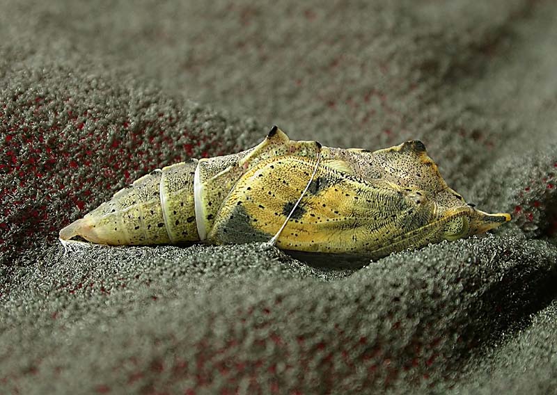 Charlie's moths of Calderdale.: WHITES