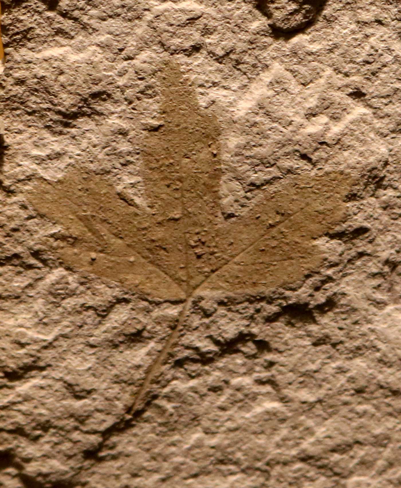 Louisville Fossils and Beyond: Nov 17, 2020