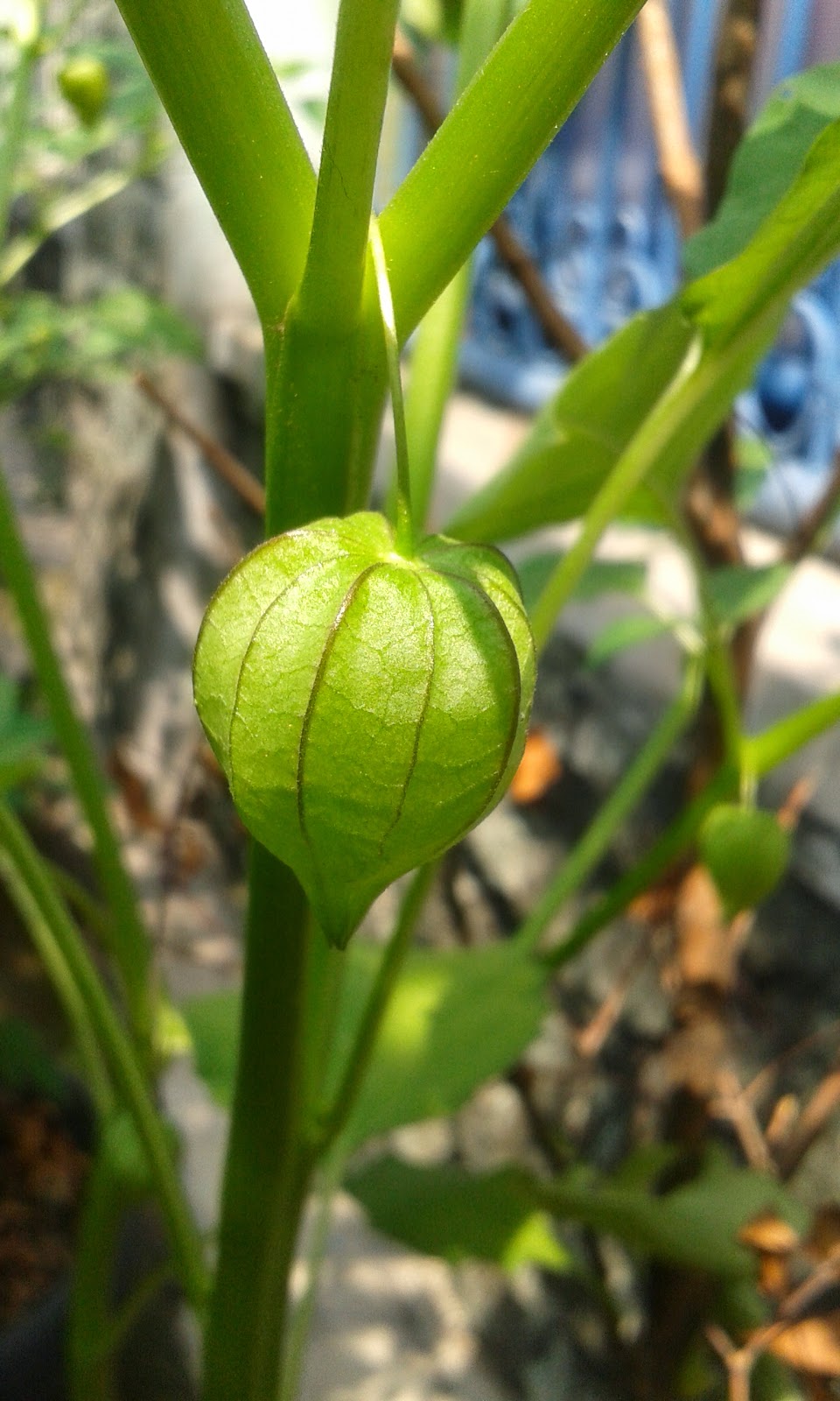 Mengenal Tanaman Ciplukan | Juragan Tanaman