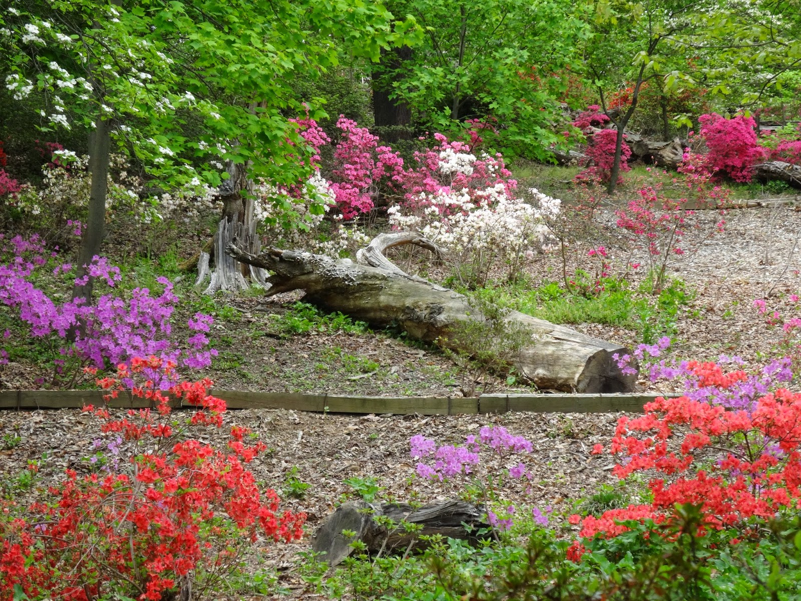 Love, Joy and Peas: Azalea Walk Landscape Photos