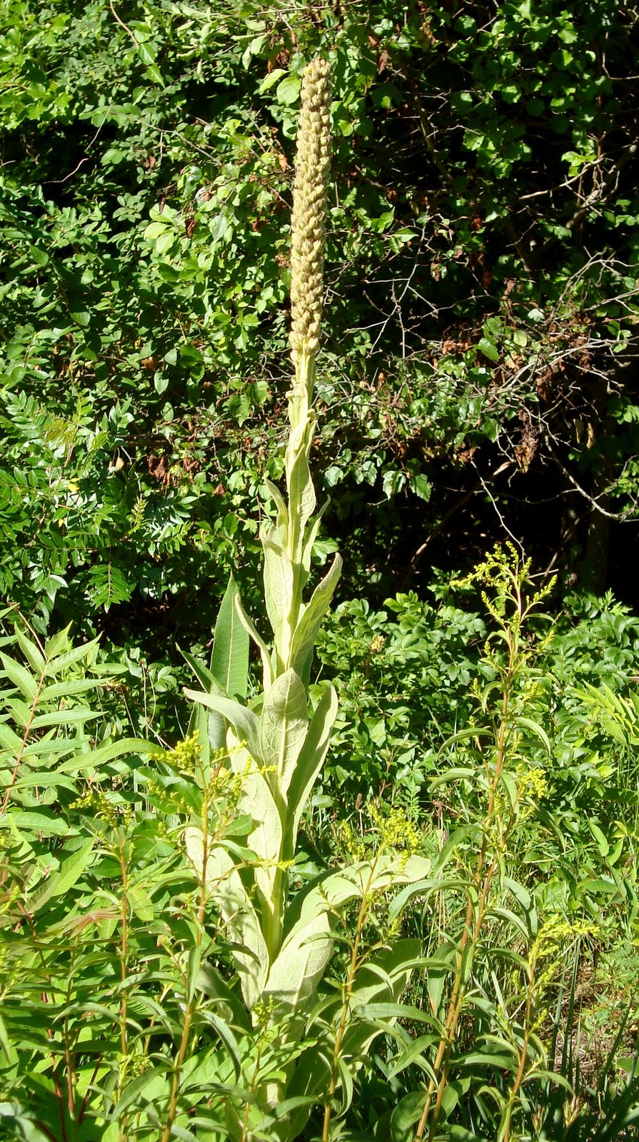 Nature of New York: Nature Journal - Common Mullein