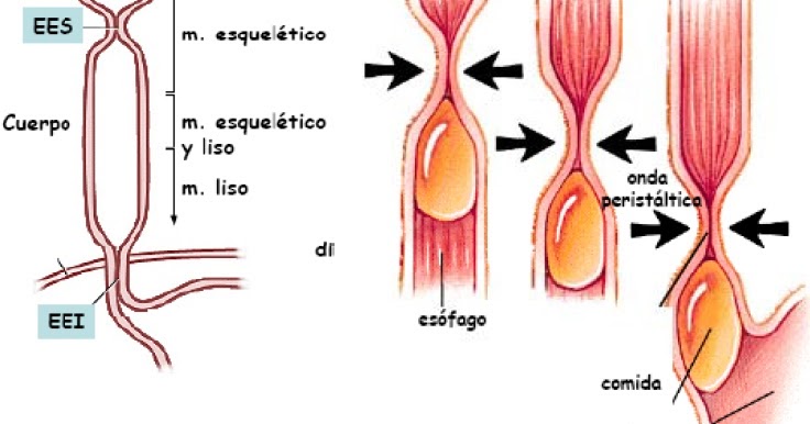 El Rincon de Medicina: Esofago