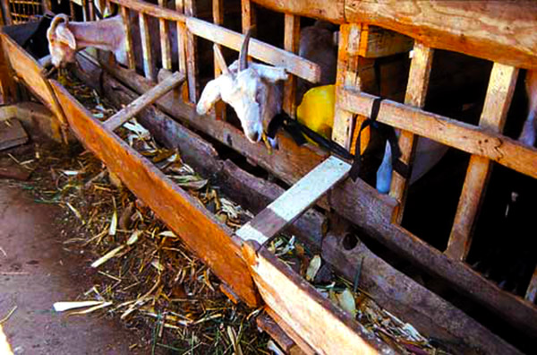 Goat Stall Feeding: An Alternative to Traditional Grazing Systems