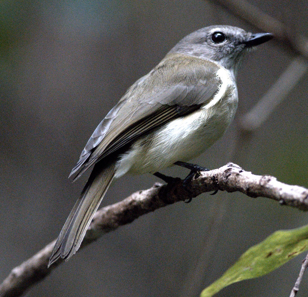sunshinecoastbirds: Queensland Road Trip 8: Shipton's Flat & White ...