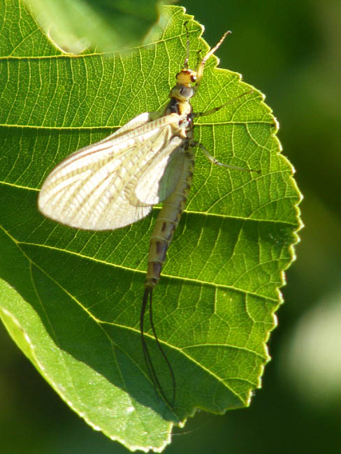 Loire Valley Nature: Mayflies - Ephemeroptera