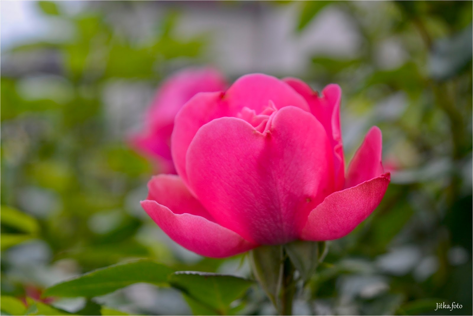 Fotografie,jen tak si fotím: Krása růží