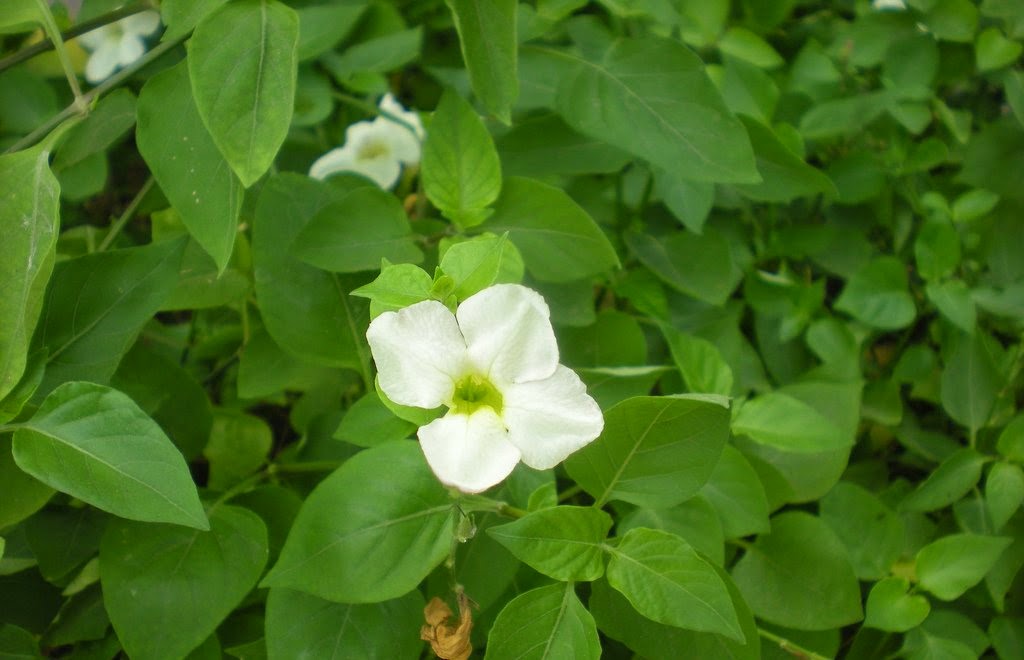 Akar Ruas Ruas (Asystasia gangetica)