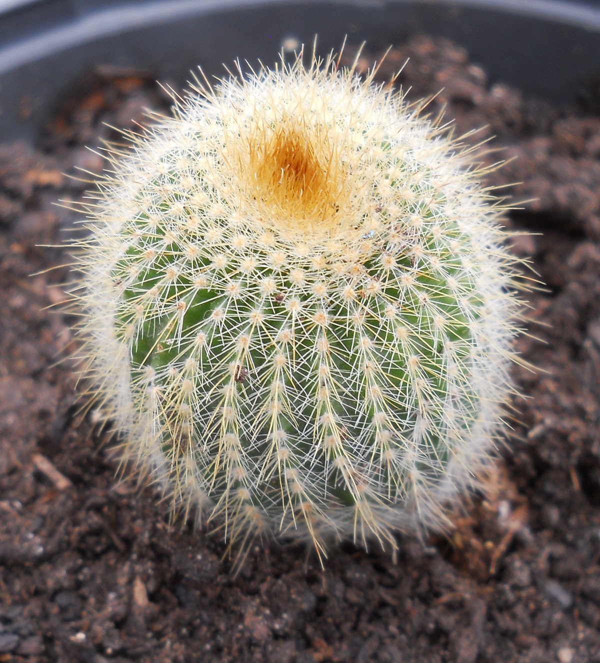 Plantas para hombres: Parodia leninghausii, bola dorada, torre dorada