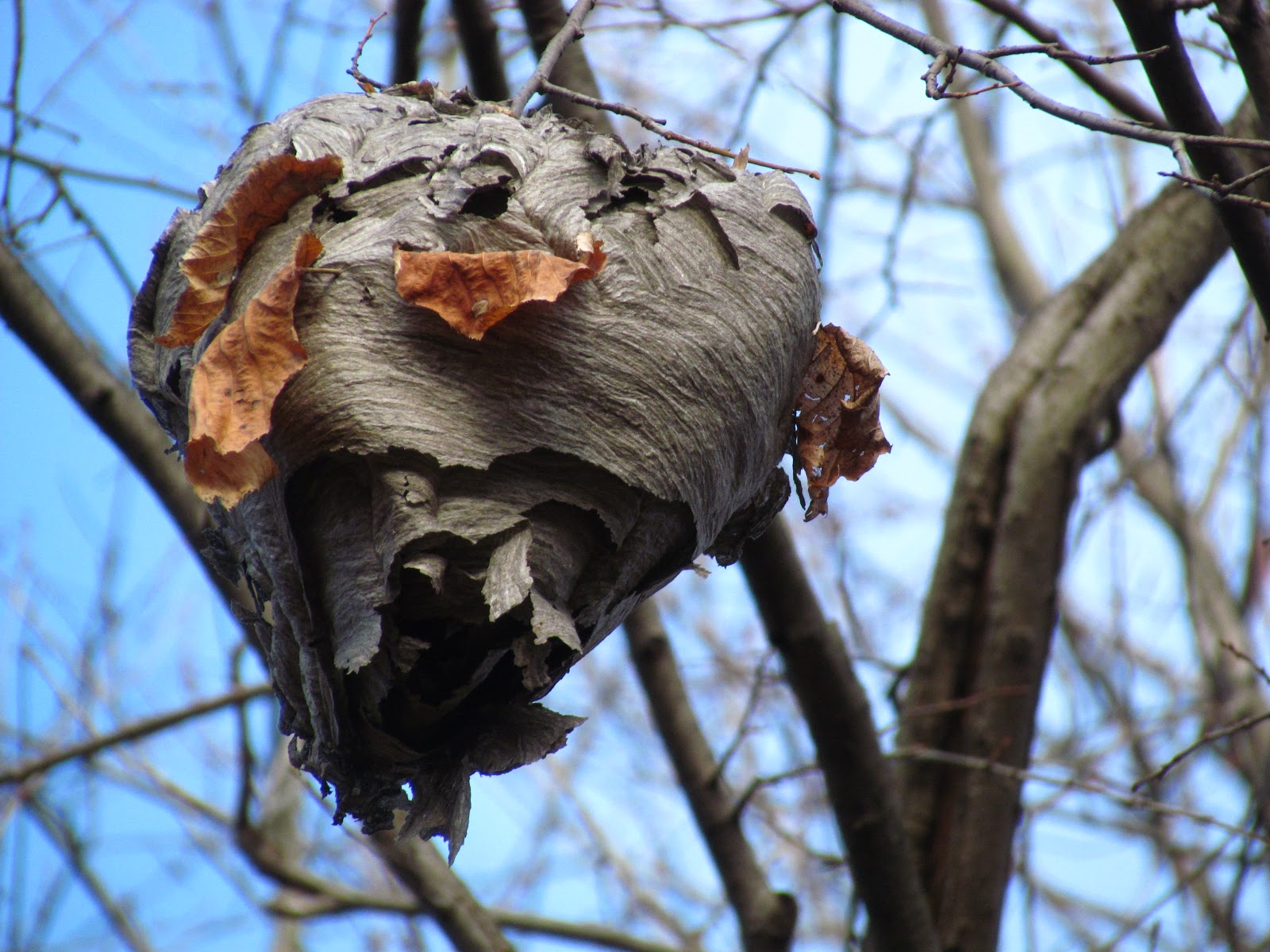 The Oakland Press Blogs: Earth's Almanac: Hornet Nests & Myths On The ...