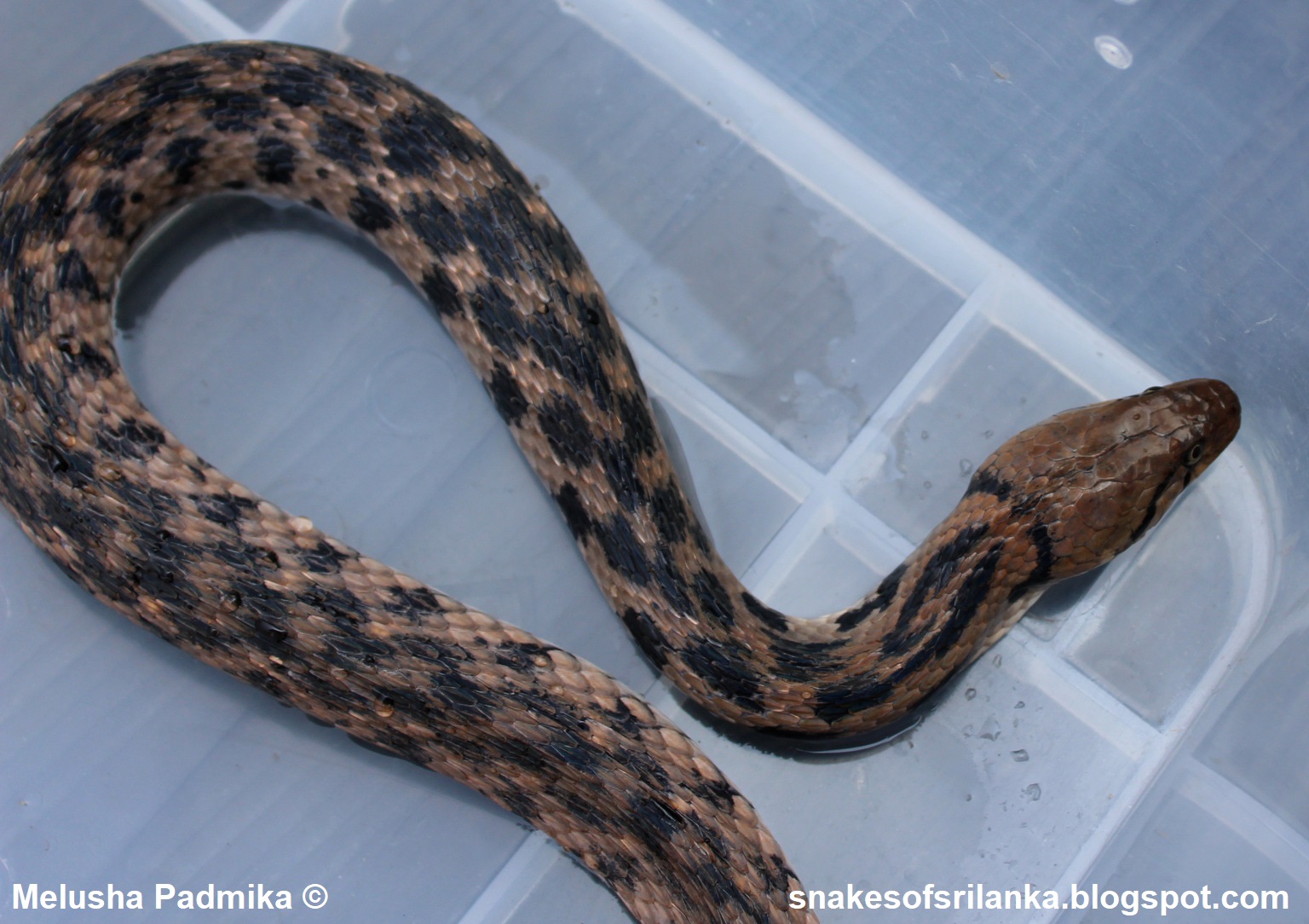 Checkered Keelback/දියබරියා (Fowlea.cf.piscator- Vogel & David, 2006)