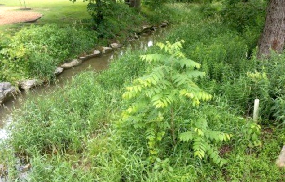 PA Environment Digest Blog: Penn State Extension: Riparian Buffers ...