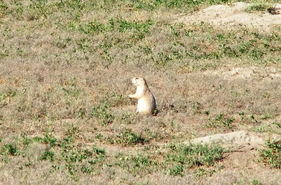 TanksPanky: FTJ, Entry 117: In Les Mauvaises Terres