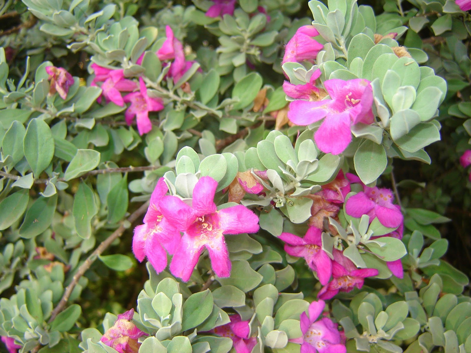 v e r d e c h a c o: Cenizo / Cenicilla